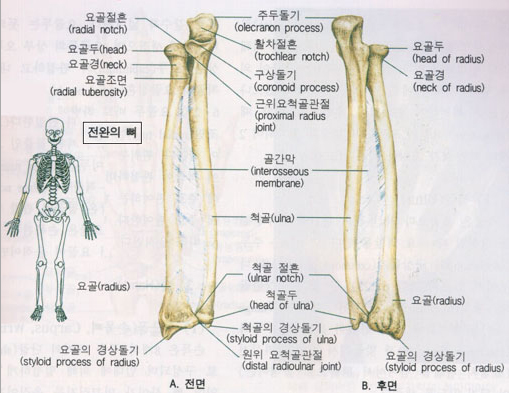 주요부위별 골절 상지골 골절 네이버 블로그
