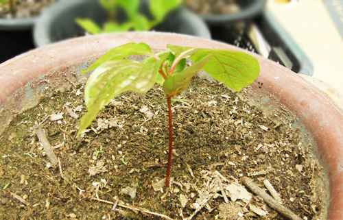 체리 씨앗 기르기 체리 싹 체리 묘목 네이버 블로그