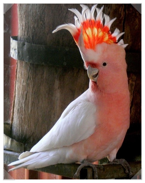 코카투 (Cockatoo) : 네이버 블로그