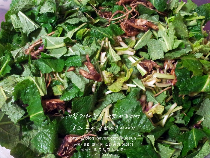 곰보배추 효능 기침 가래 비염 천식 아토피에 효과 좋은 곰보배추 먹는법 네이버 블로그