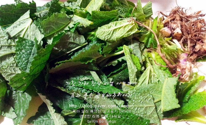곰보배추 효능 기침 가래 비염 천식 아토피에 효과 좋은 곰보배추 먹는법 네이버 블로그