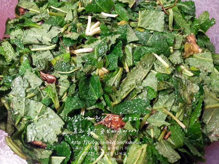 곰보배추 효능 기침 가래 비염 천식 아토피에 효과 좋은 곰보배추 먹는법 네이버 블로그
