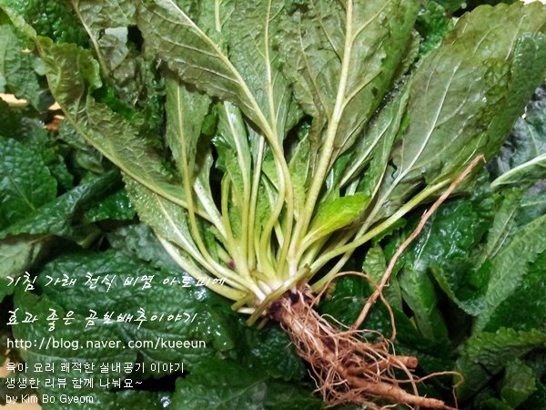 곰보배추 효능 기침 가래 비염 천식 아토피에 효과 좋은 곰보배추 먹는법 네이버 블로그