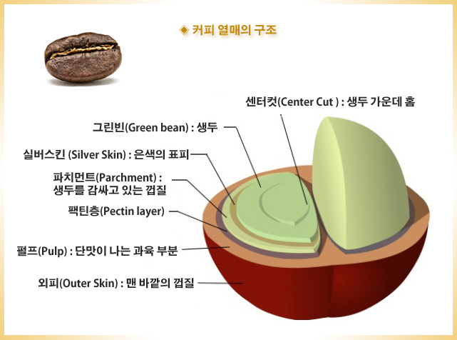 커피열매 구조 및 성장과정 네이버 블로그