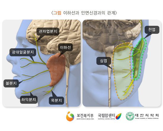 침샘의 위치와 구조 침샘 질환의 종류와 치료 식사중 통증 네이버 블로그