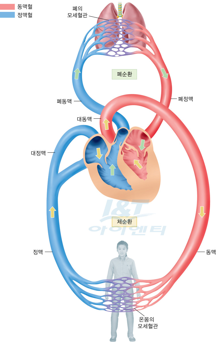 심장 구조와 폐순환 체순환 혈액순환 동맥 정맥 네이버 블로그