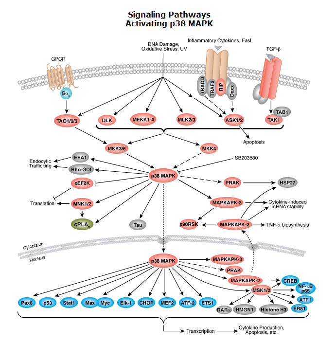 Interleukin-1b Induces MMP-9 Expression Via p42/p44 MAPK, p38 MAPK, JNK, and Nuclear Factor-kB ...
