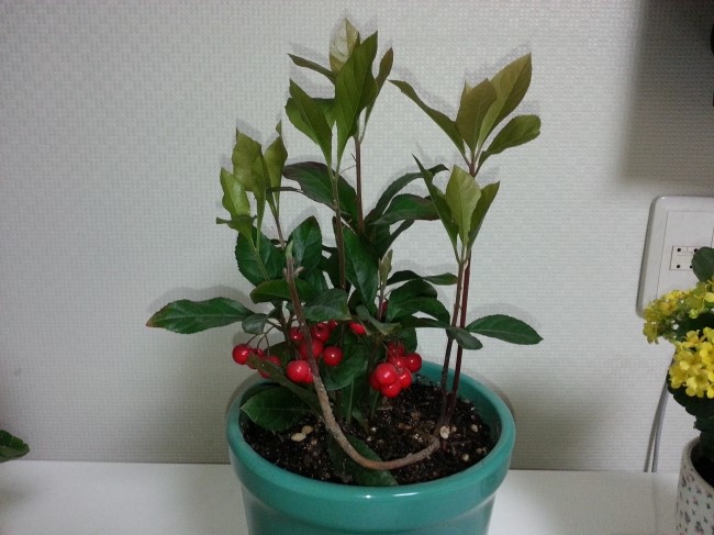 천냥금 키우기 천냥금 웃자람 가지치기 아시는분 네이버 블로그