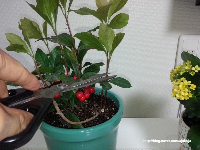 천냥금 키우기 천냥금 가지치기 후 네이버 블로그