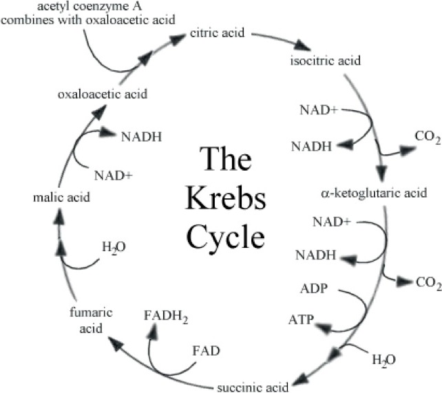 탄수화물carbohydrate의 대사과정metabolic Process Tca회로tricarboxylic Acid
