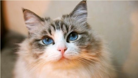 고양이 종류 렉돌 고양이~~~ 네이버 블로그