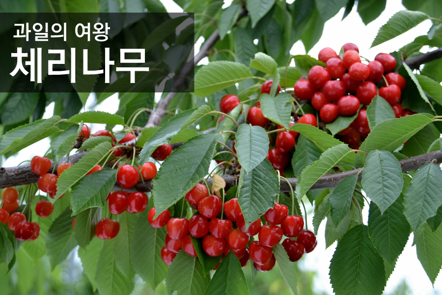 체리나무 종류와 특징 네이버 블로그
