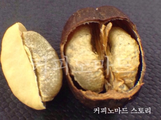 생두와 원두의 단면사진 커피상식원두커피커피단면커피내부 네이버 블로그