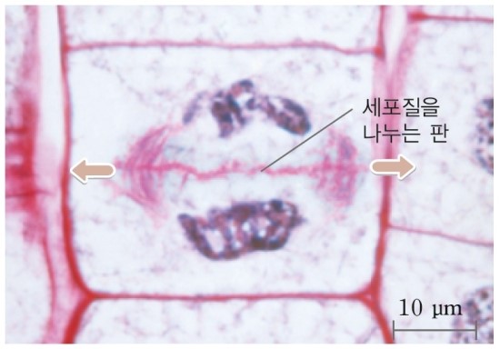 3 Ⅳ 1 3 체세포분열② 체세포 분열의 과정과 의의 네이버 블로그