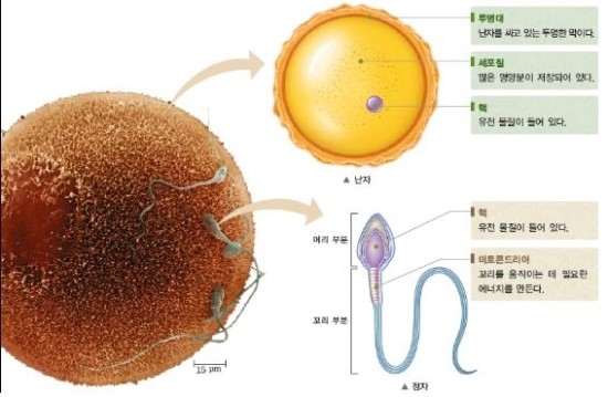 3 Ⅳ 2 1 정자와 난자의 생성 남성과 여성의 생식기관 정자와 난자의 비교 네이버 블로그