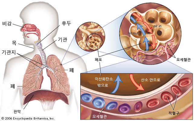호흡계 Part 1 호흡계의 구조와 호흡운동 네이버 블로그