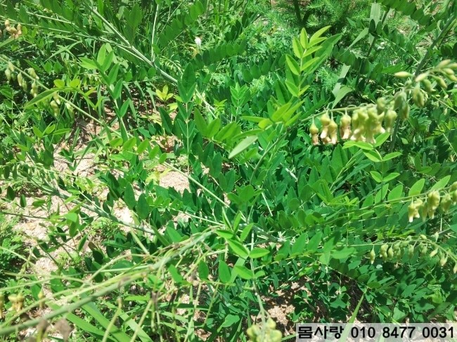 고삼효능 고삼차 네이버 블로그