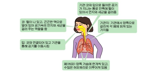 호흡 기관의 구조와 기능 네이버 블로그
