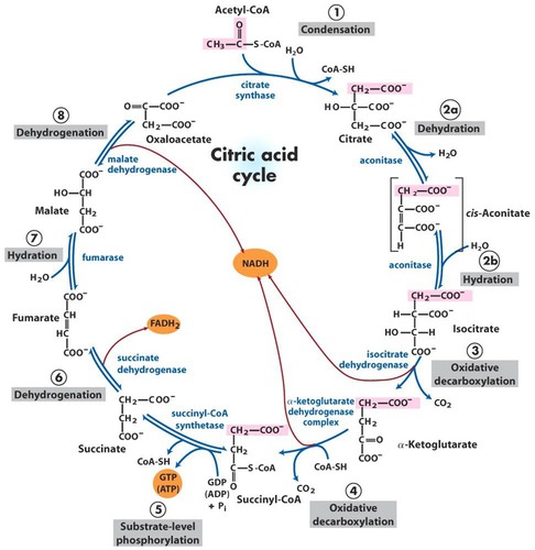 한의대 공부생화학 시트르산 회로citric Acid Cycle Tca 회로 크렙스 회로krebs Cycle