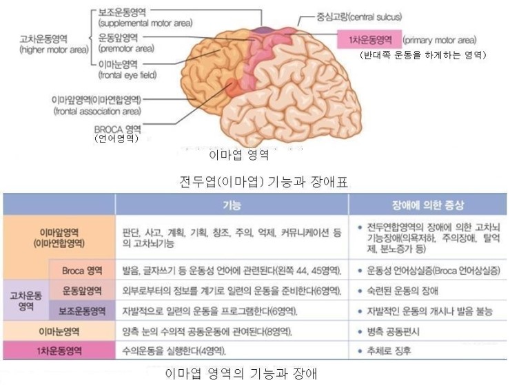 척수시상로전외측로•뇌신경핵부위•뇌조직검사•전두엽증후군•정신•신경증후군•성격변화•욕동장해•욕동•실조•강박•저항성•내언어•운동실어