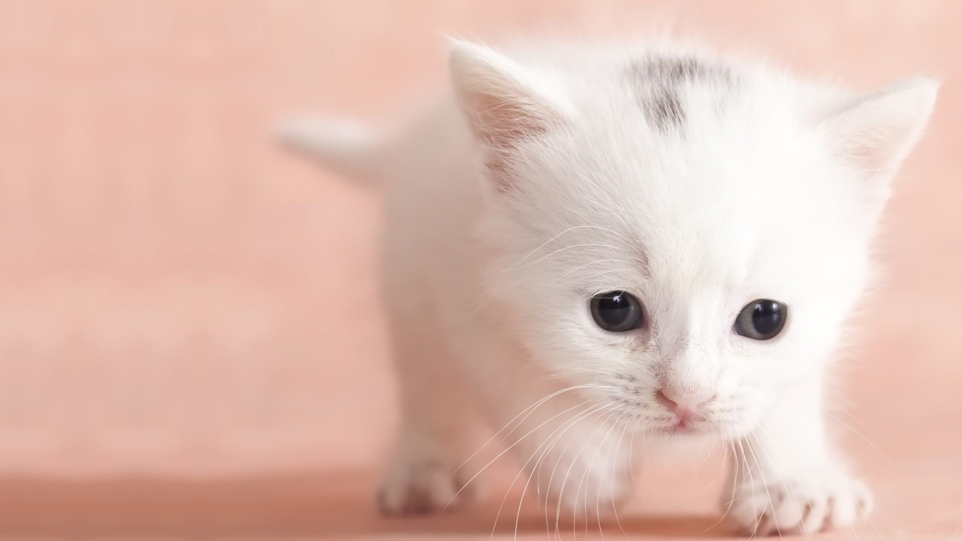 귀여운 고양이 초고화질 바탕화면이미지 60장 네이버 블로그