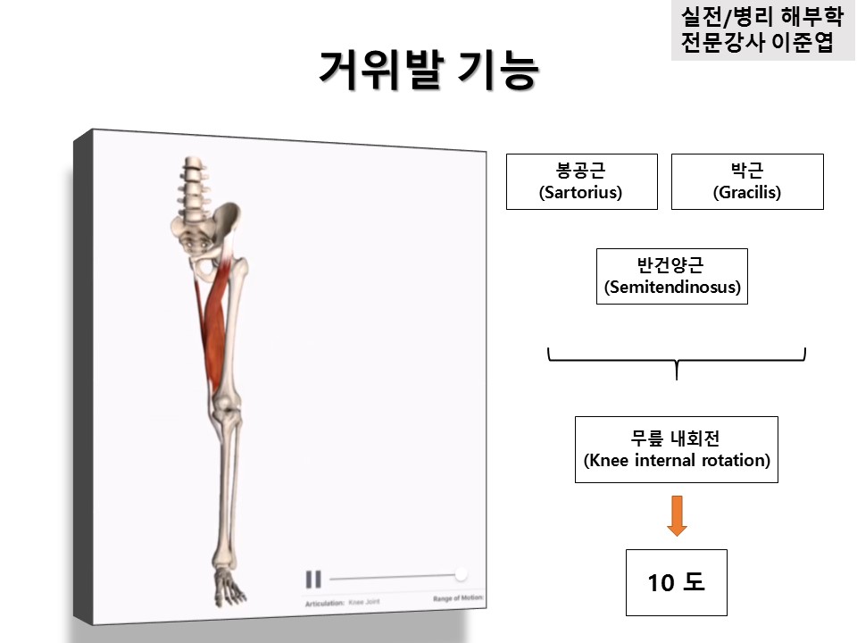 깅의제목 무릎내측통증의 시작인 거위발 근육에 대하여 알아보자 강사 이준엽pt 네이버 블로그
