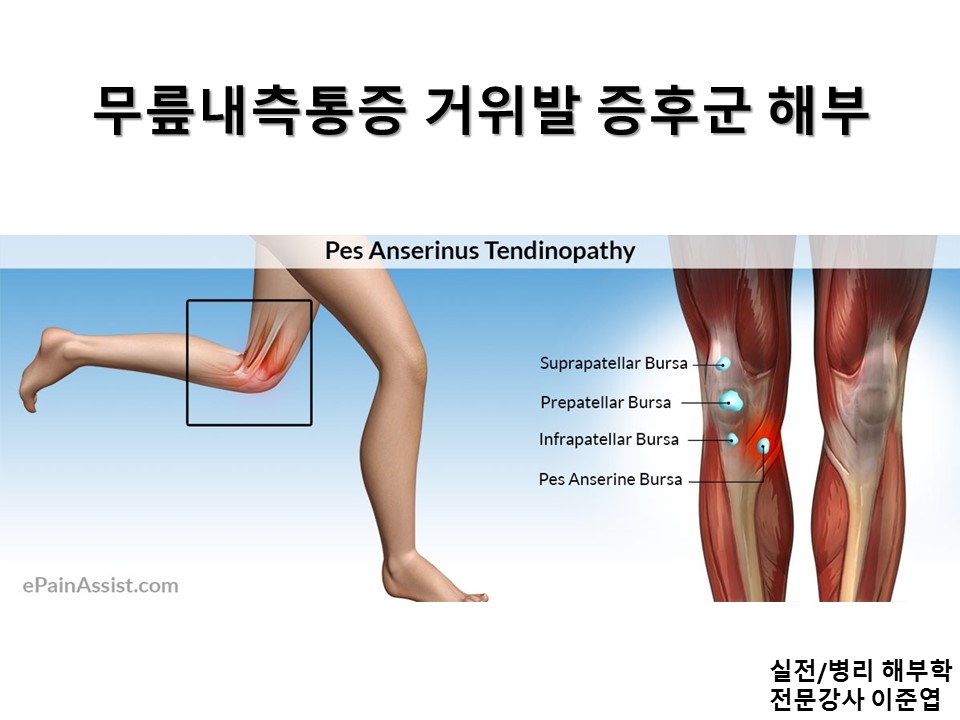 깅의제목 무릎내측통증의 시작인 거위발 근육에 대하여 알아보자 강사 이준엽pt 네이버 블로그
