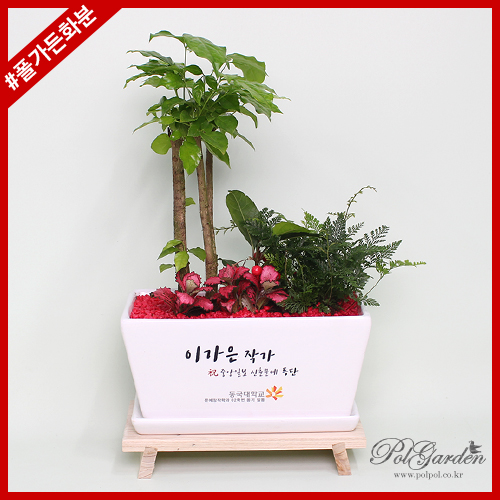 특별한 승진선물 개업선물 1~3만원대로 준비하는 특별한 화분제작 승진축하문구개업화분문구감사문구를 넣은 의미있는 화분
