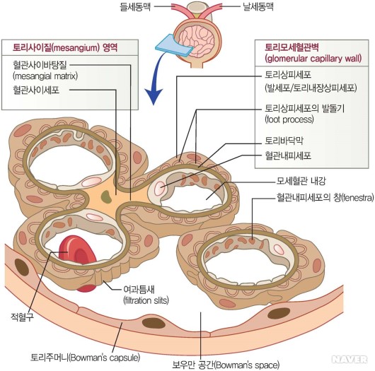 복수조절을 위한 신장 사구체의 구조 및 작용 소변생성 원리 이미지 출처 구글검색 네이버 블로그