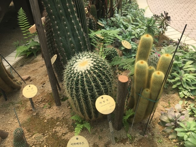 선인장 종류 네이버 블로그