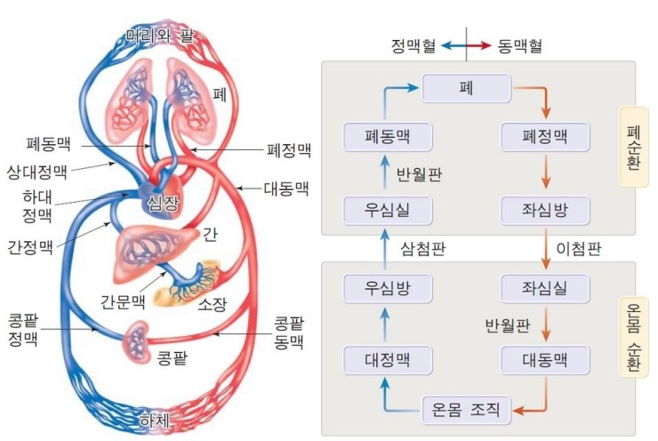 순환계 구조와 기능압구정헬스 슬림투바디짐 네이버 블로그