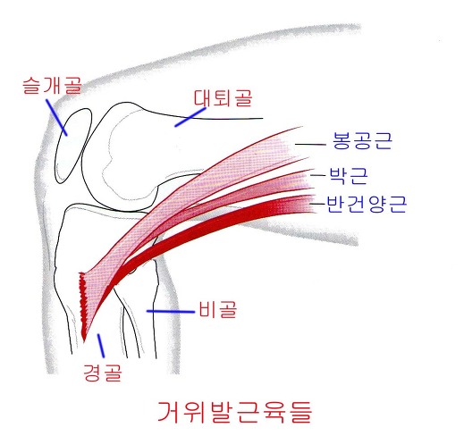 무릎통증 무릎재활 내측측부인대mcl 손상에 대해 알아봅시다 네이버 블로그