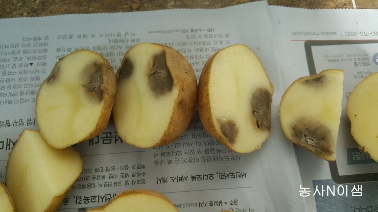 씨감자 보관 및 싹틔우기 방법 조직배양씨감자 감자싹틔우기 감자보관 감자파종준비 네이버 블로그
