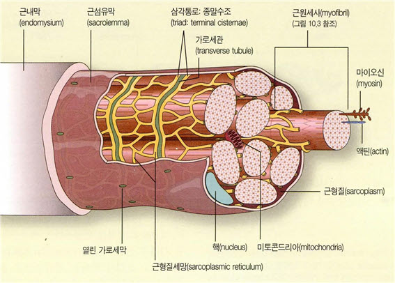 근육의 구조 세포 근섬유 근원섬유 근원세사 액틴 미오신 네이버 블로그
