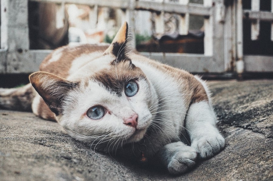 시크한 고양이 배경화면 고화질 야옹야옹 네이버 블로그