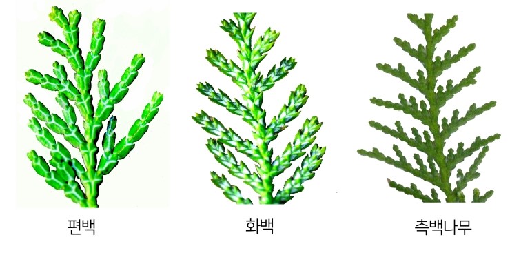 측백나무과의 노간주나무 향나무 화백 편백 측백나무 서양측백나무 네이버 블로그