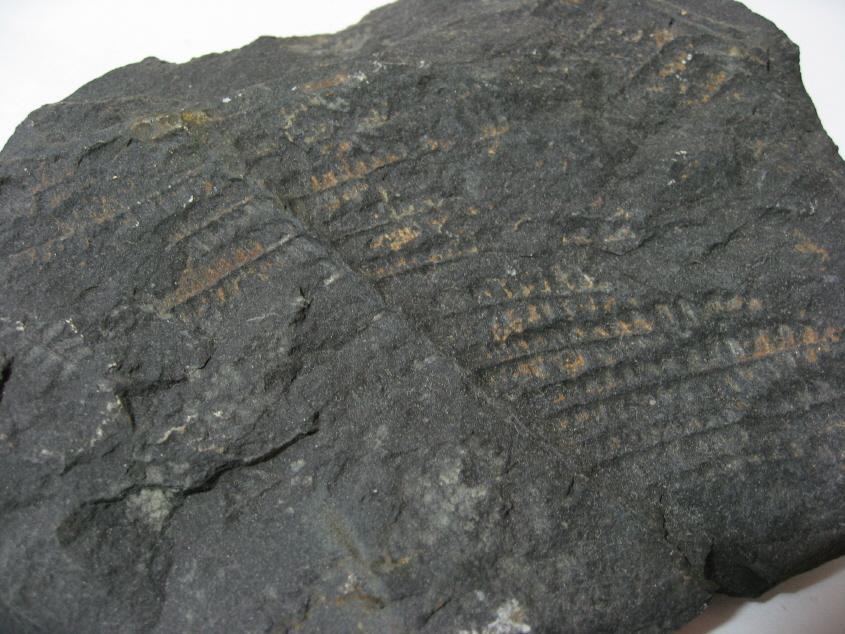 시상화석 示相化石 Facies Fossil 중에 고사리 화석이다 네이버 블로그