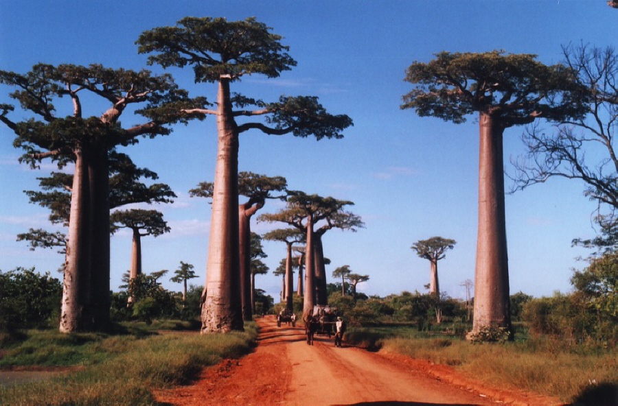 마다가스카르 바오밥나무baobab Tree 네이버 블로그