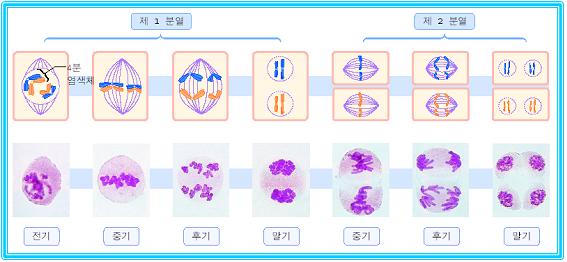 감수분열 통한 정자 형성 네이버 블로그