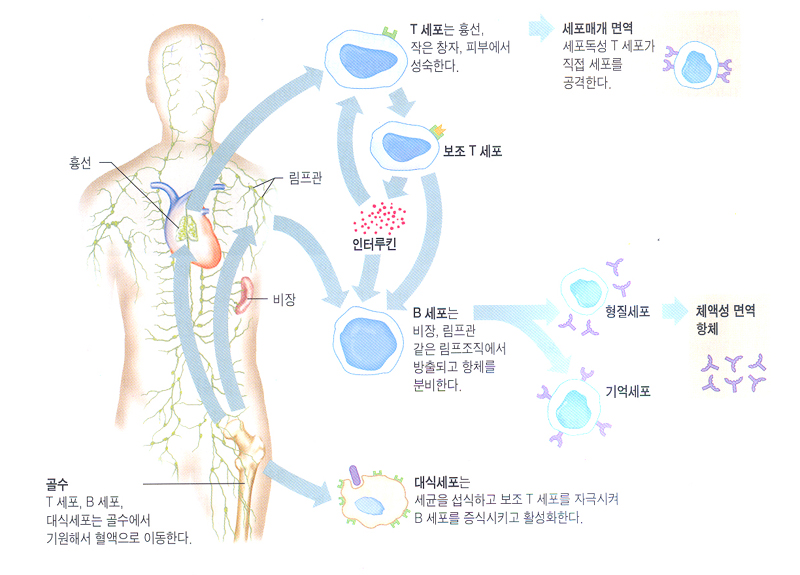 면역계 6 면역세포 네이버 블로그