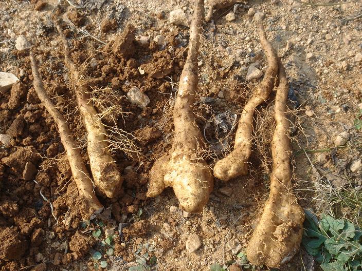 마 재배법 : 네이버 블로그