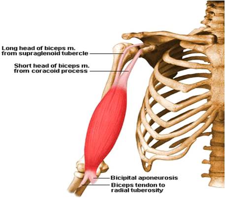 상완이두근(Biceps brachii)의 기능해부학 : 네이버 블로그