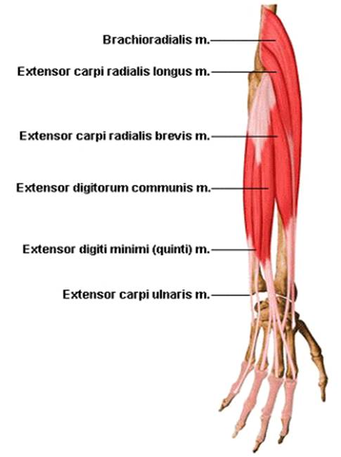 요측 수근신근(Extensor Carpi Radialis Longus & Brevis)의 기능해부학 : 네이버 블로그