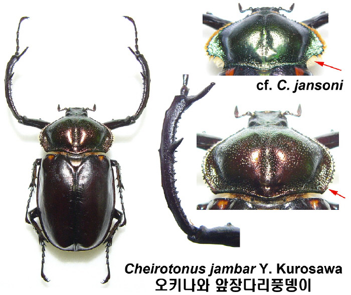 앞장다리풍뎅이아과(Euchirinae)- Cheirotonus속의 parryi group : 네이버 블로그