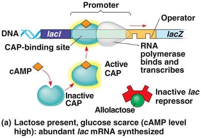 젖당 오페론에 영향을 주는 인자에 cAMP, CAP이 있다는데... : 네이버 블로그