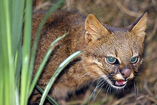 팜파스고양이 [Pampas cat] : 네이버 블로그