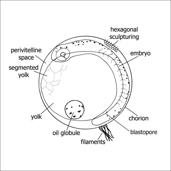Fish Egg Anatomy at Eve Collie blog