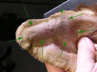 Dog Ear Pinna
