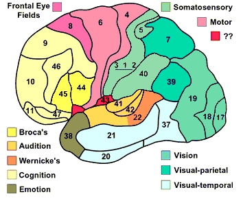 Mammalian Neocortex : 네이버 블로그