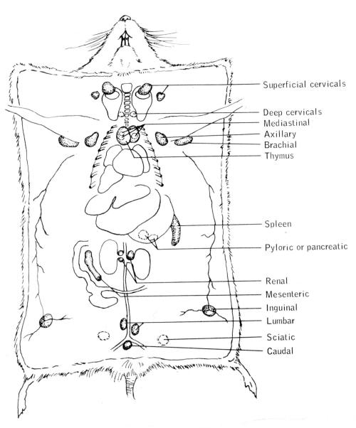 Collection of rat mesenteric lymph nodes : 네이버 블로그